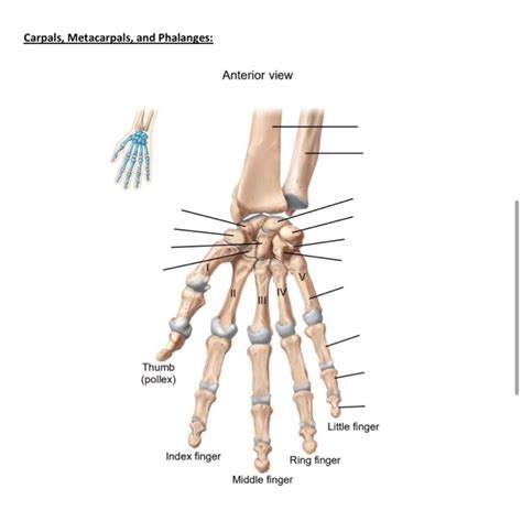 Solved Carpals Metacarpals And Phalanges Anterior View Iv