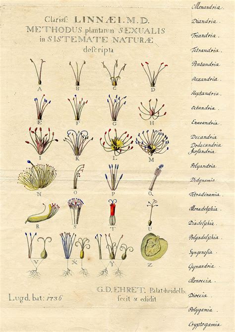 Plant Taxonomy Classification