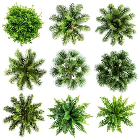 Psd De Arbol Vista Planta 31000 Plantillas Psd Gratuitas De Gran