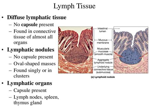 Thymus Lymphatic Nodules At Jeff Chavis Blog