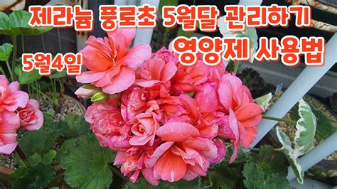제라늄 풍로초 5월달 관리하기 영양제 사용법 화초관리 Youtube