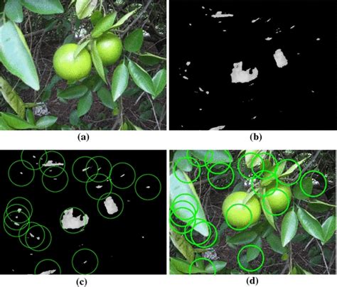 An Example Of Fncc Fruit Potential Position Detection A Original