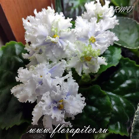 РМ-Снежная Красавица (Н. Скорнякова) 2018 - FloraPiter.Ru коллекционные ...