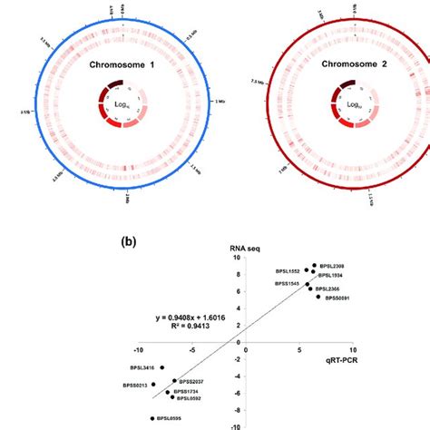Circular Map Depicting Expression Of B Pseudomallei Transcripts In