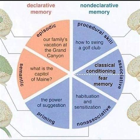 Memory Classifications And Their Functional Areas Coloured In Green Download Scientific