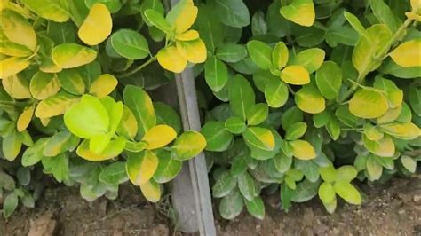 둥근잎 황금사철 2천주 남았습니다 둥근잎 황금사철 Youtube