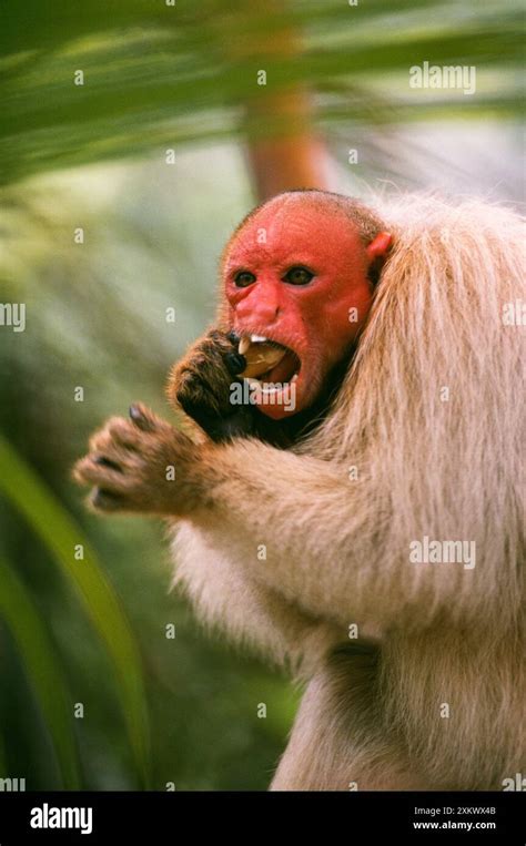 Ugly Types Of Monkeys