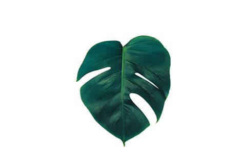Monstera 그린 여름에 고립 된 흰색 배경을 클리핑 경로와 잎 하 고 블루 톤의 디자인 요소를 봄 0명에 대한 스톡 사진 및 기타 이미지 Istock