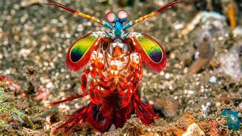 Mantis Shrimp Remain Unharmed While Dealing Deadly Punches Study Shows