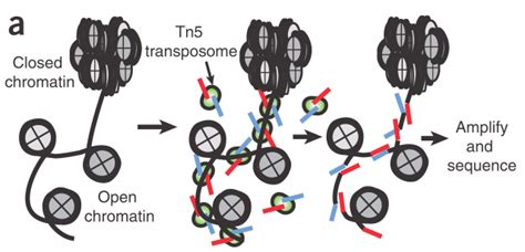 Single Cell Barcoding Another Way To Understand The Behaviour Of A Cell Population Mapping