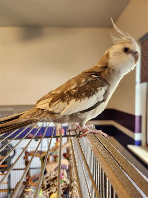 Most Expensive Cockatiel Bird In The World