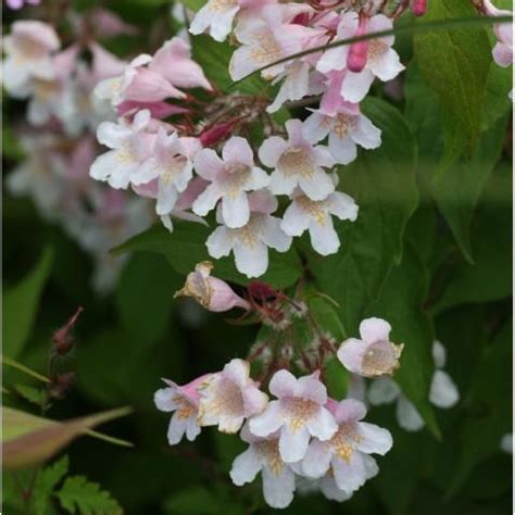 Kolkwitzia Amabilis Pink Cloud Beauty Bush With An Abundance Of