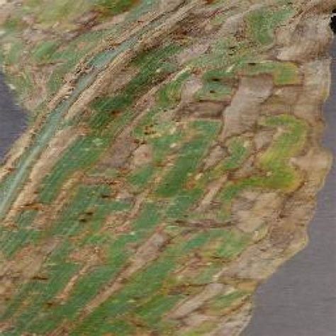 Maizetech Object Detection Dataset V1 2023 06 03 10 22am By Maizetech