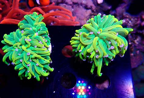 New Jersey Live Goods Asd Holy Grail Torch Wwc Rainbow Blasto Asd