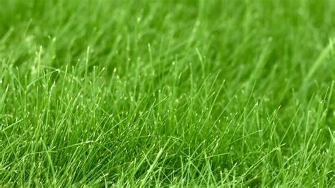 รูปภาพgrass Plot เลือกดูภาพถ่ายสต็อก เวกเตอร์ และวิดีโอ1502 Adobe