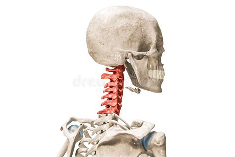 Cervical Vertebrae In Red Color 3d Rendering Illustration Isolated On