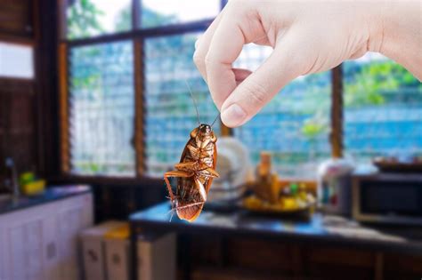 Premium Photo Hand Holding Cockroach With A Kitchen Background