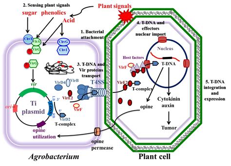 Agrobacterium Mediated Plant Transformation Biology And Applications