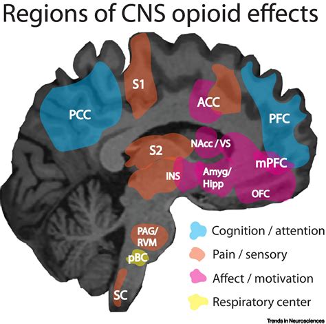Opiates Effects On The Body