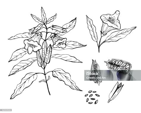 고립된 흰색 배경에 그림을 그리는 참깨 식물 손으로 그린 꽃 가지 참깨 초본 식물 벡터 그림 요리 재료 건강 식품 인쇄용 용지 라벨 템플릿 검은참깨에 대한 스톡 벡터 아트