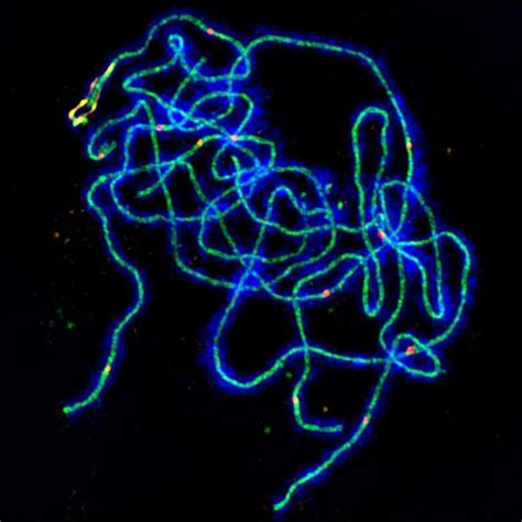 How Sex Cells Get The Right Genetic Mix John Innes Centre