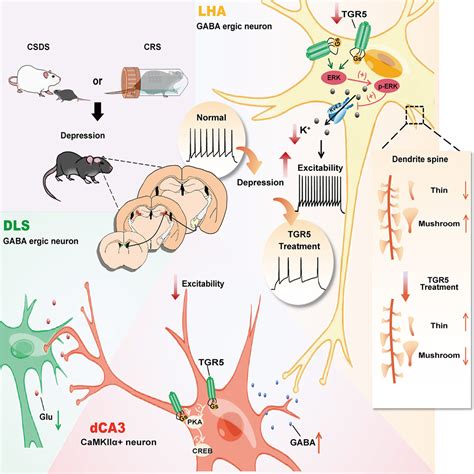 Tgr5 Mediated Lateral Hypothalamus Dca3 Dorsolateral Septum Circuit