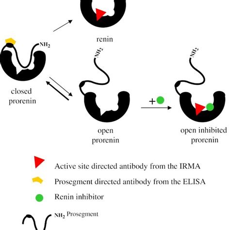 PDF The Pro Renin Receptor A Decade Of Research What Have We Learned