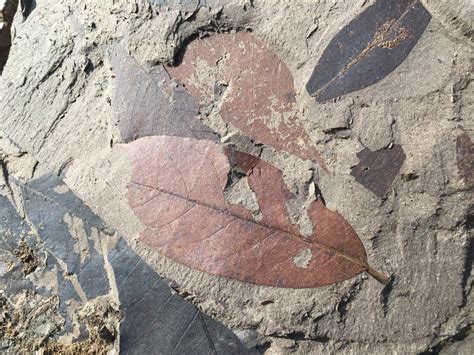 Plant Fossils In Sedimentary Rock Sedimentary Rock W Fossil Shells