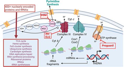 Unique Properties Of Apicomplexan Mitochondria Pmc