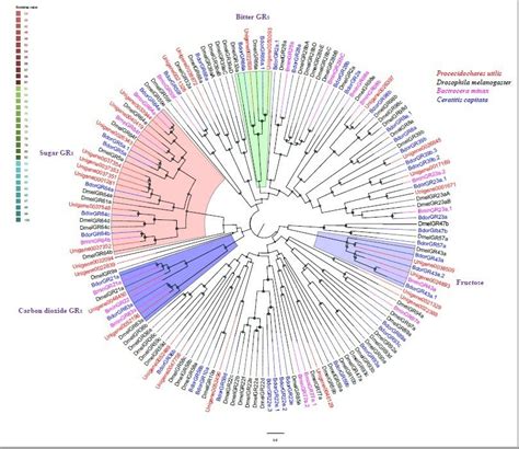 A Maximum Likelihood Phylogenetic Tree Of Candidate P Utilis Grs Red Download Scientific