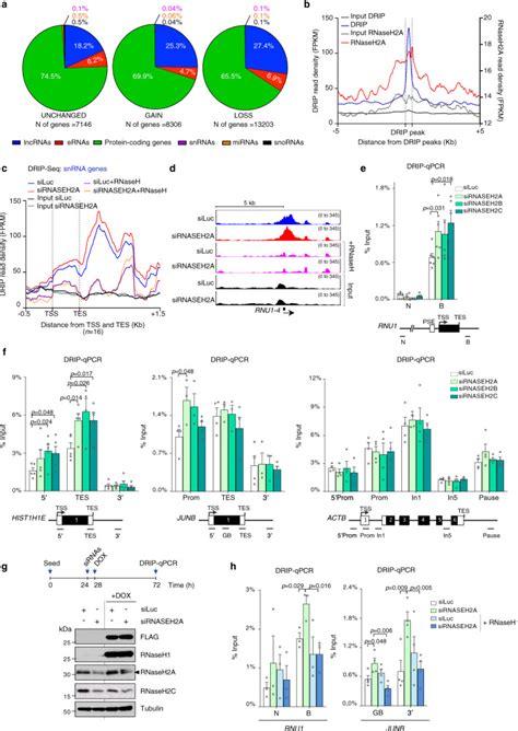 Rnase H2 Mutated In Aicardi‐goutières Syndrome Resolves Co