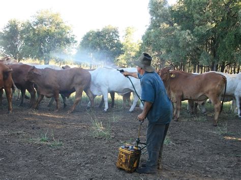 Farmer Says Holistic Farming Practices Deliver Content Cattle And High