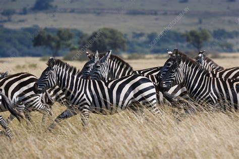 Grants Zebras Kenya Stock Image F009 2268 Science Photo Library