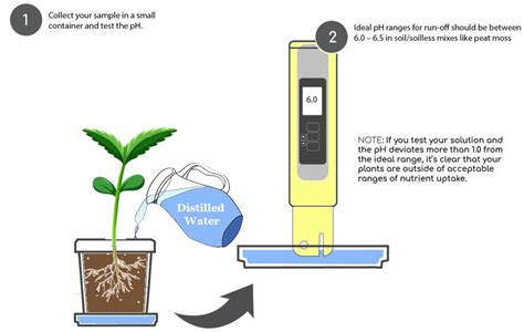 How to Measure pH Levels in Cannabis Soil - Dagga Seeds
