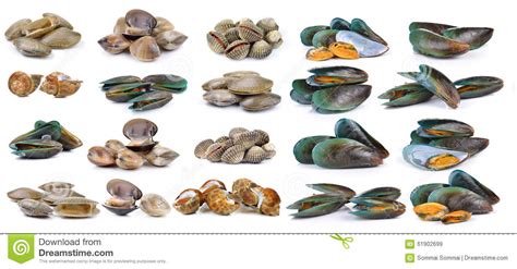 Shell Shellfish Mollusc Clam Bivalve Royalty Free Stock Photography CartoonDealer Com