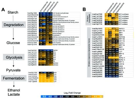 ws resulted in differential expression of transcripts encoding proteins