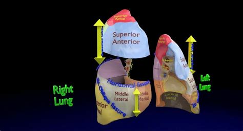 3d File Lung Pulmonary Segment Anatomy 3d Model 🫁 ・3d Printer Design To Download・cults
