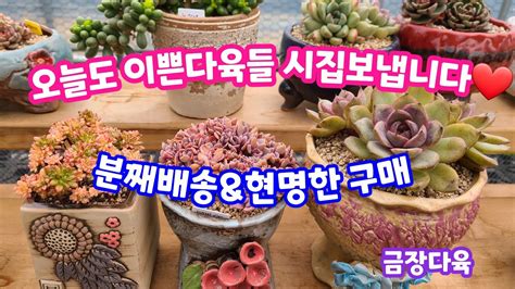 230118오늘도 이쁜다육들 시집보내요분째배송미리내 소인제금 데비철화 브루게리 마우가니 레드환타지아 아르제 녹귀란