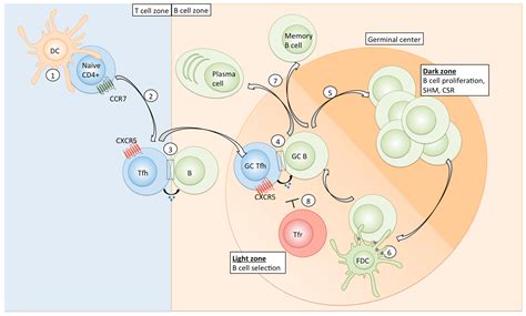 Helper T Cells Hiv