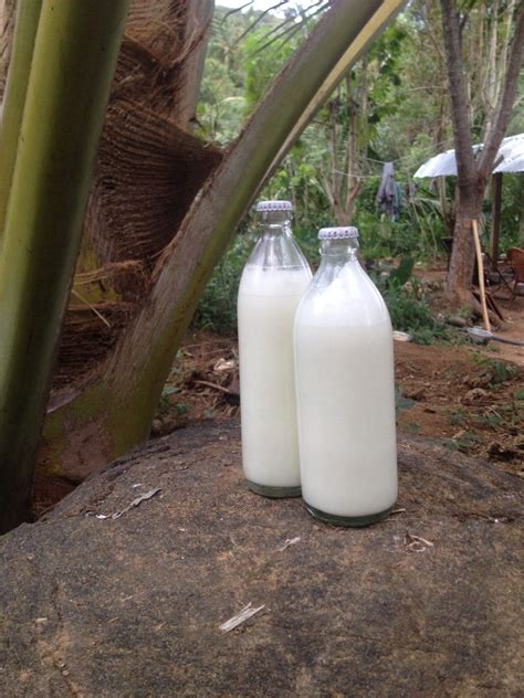 එලු කිරි 190ml සහ 500ml බෝතල් Gansarawatta Farm Facebook