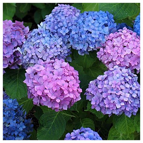 Where To Buy Hydrangea Macrophylla At Russell Holloway Blog