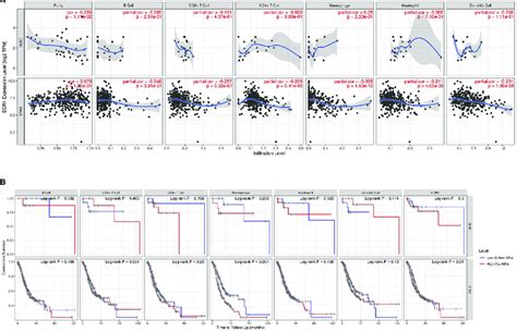 Ddr1 Expression Is Correlated With Immune Infiltration In Stad A