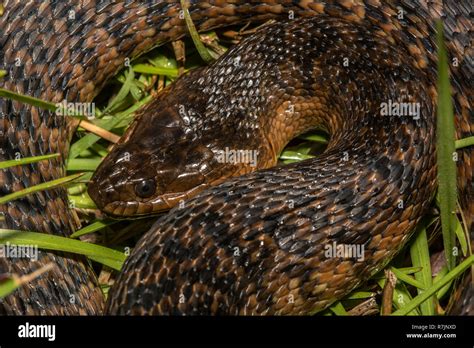 Florida Green Watersnake Nerodia Floridana From Miami Dade County