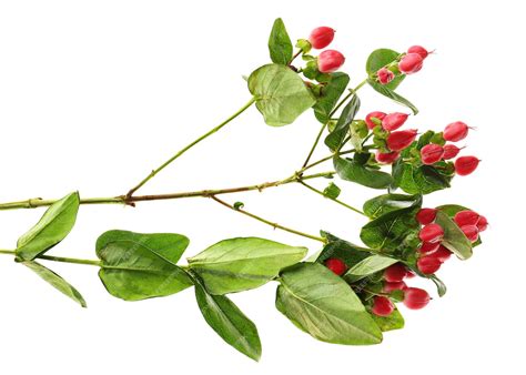 Premium Photo Beautiful Hypericum Plant On White Background