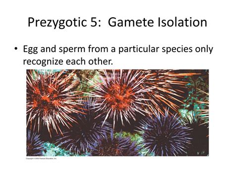 Gametic Isolation Science At Callum Balmain Blog