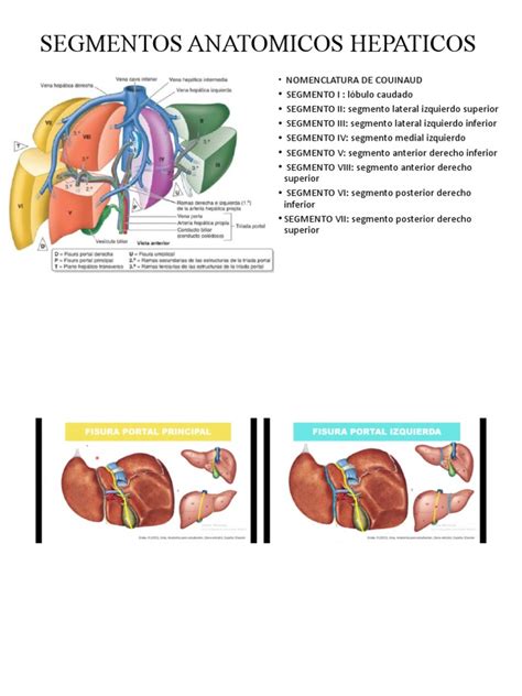 Segmentos Anatomicos Hepaticos Pdf