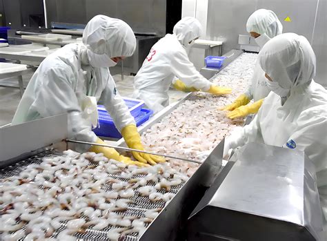 Iqf Shrimp Processing Line Chenguan Machinery And Freezing Technologies