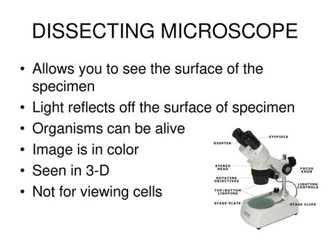 What Can You See With A Dissecting Microscope At Cameron Pennefather Blog
