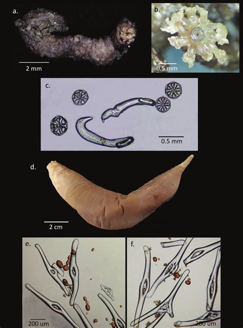 Class Holothuroidea Taeniogyrus Cf Prydzi A General View Specimen