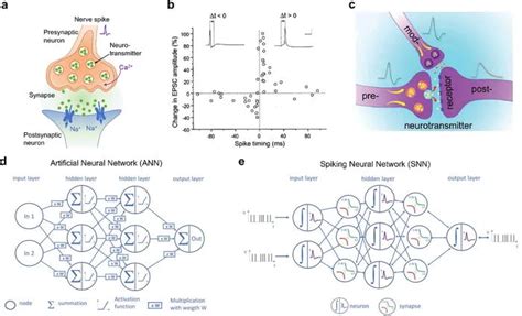 Ferroelectric Artificial Synapses The Future Of Low Energy High